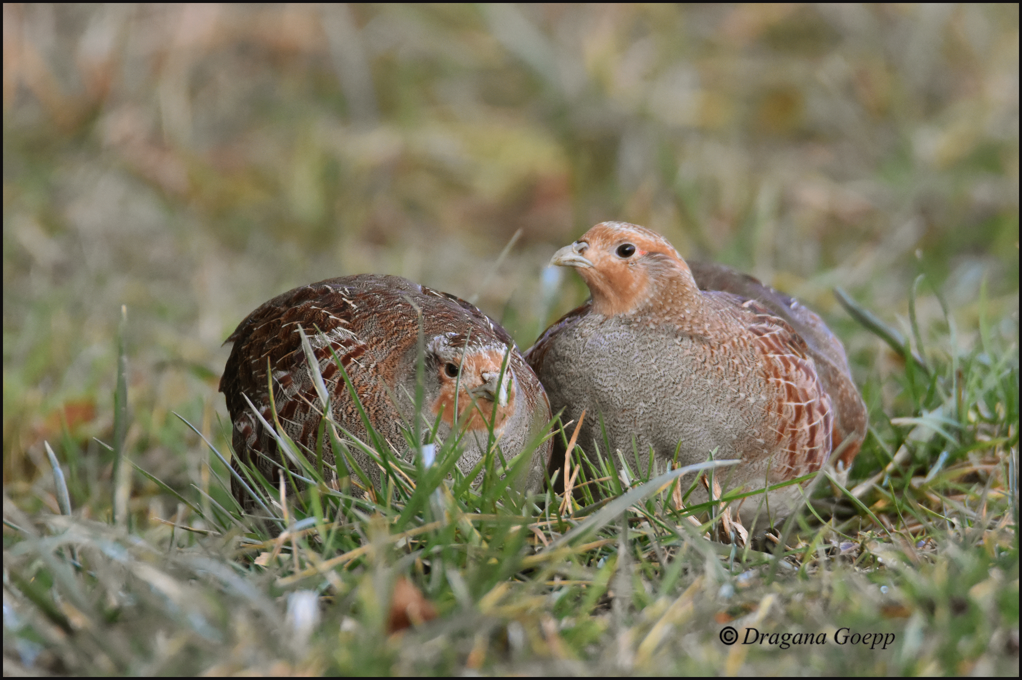 Perdrix grise - Oiseaux de france