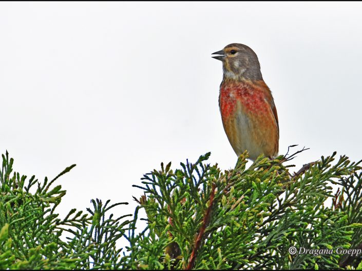 Les passereaux Archives - Oiseaux de france